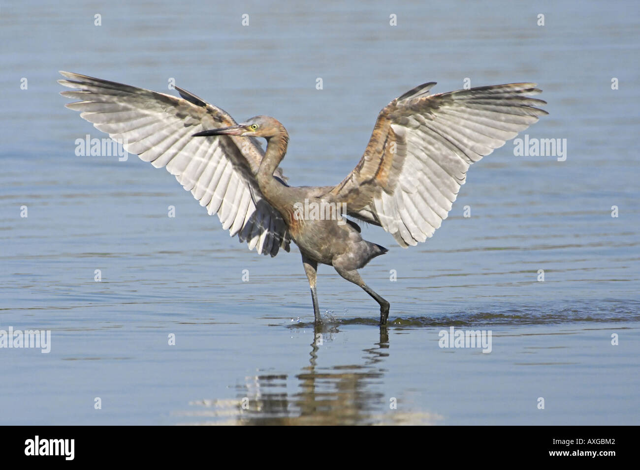 Reddish egret dance hi-res stock photography and images - Alamy
