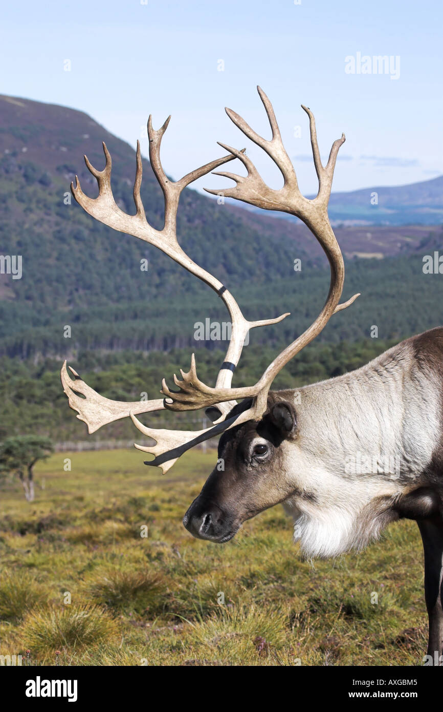 Adult male reindeer Stock Photo - Alamy