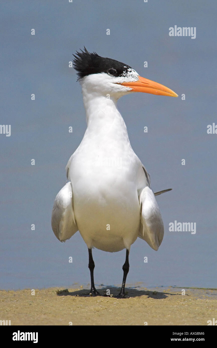 Adult Royal tern in breeding plumage Stock Photo - Alamy