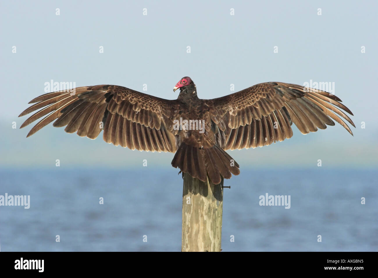 Outstretched wings hi-res stock photography and images - Alamy