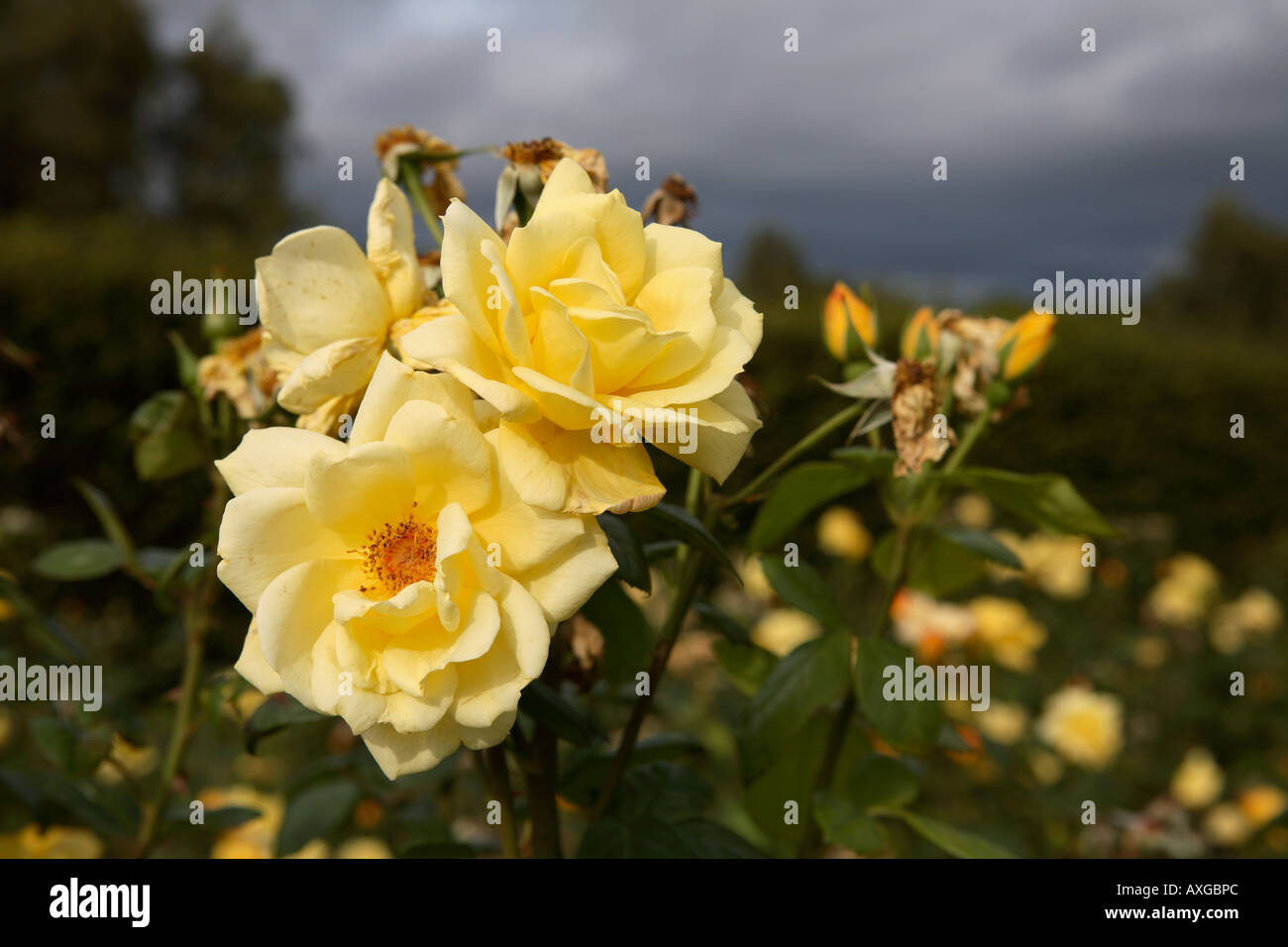 Arthur Bell - rose variety Stock Photo - Alamy