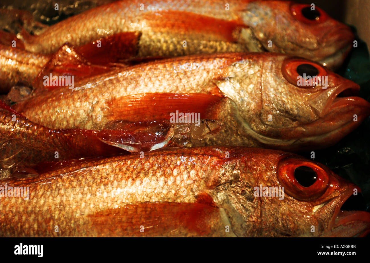 Gold Red fish with prominent eye on display at Tokyo fish market, Japan ...