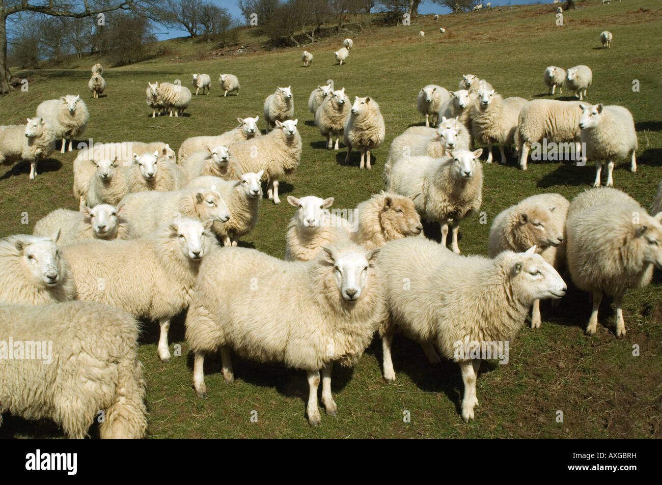 Flock of Welsh Mountain Sheep in the Brecon Beacons National Park Wales ...