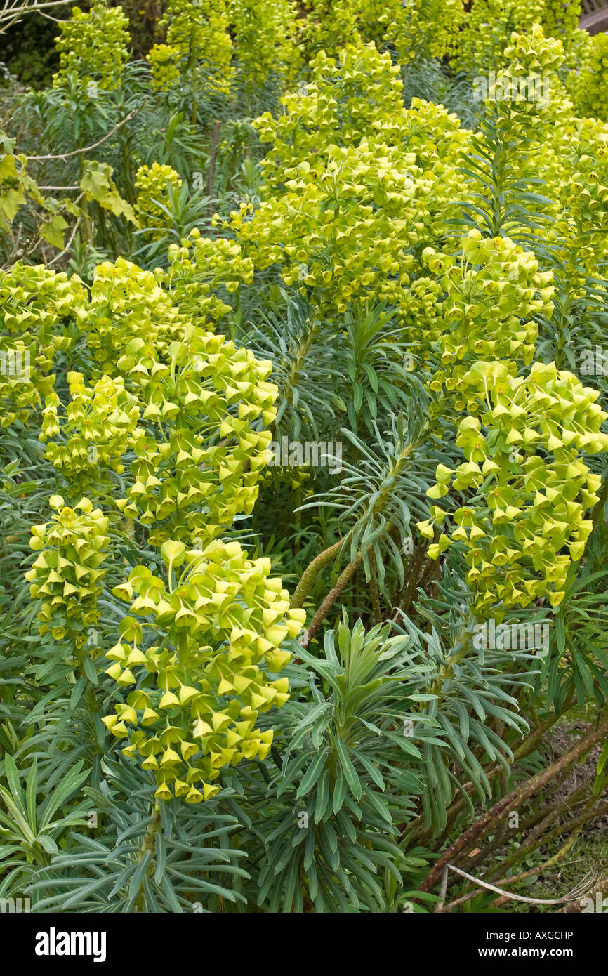 Euphoria in early spring Stock Photo - Alamy