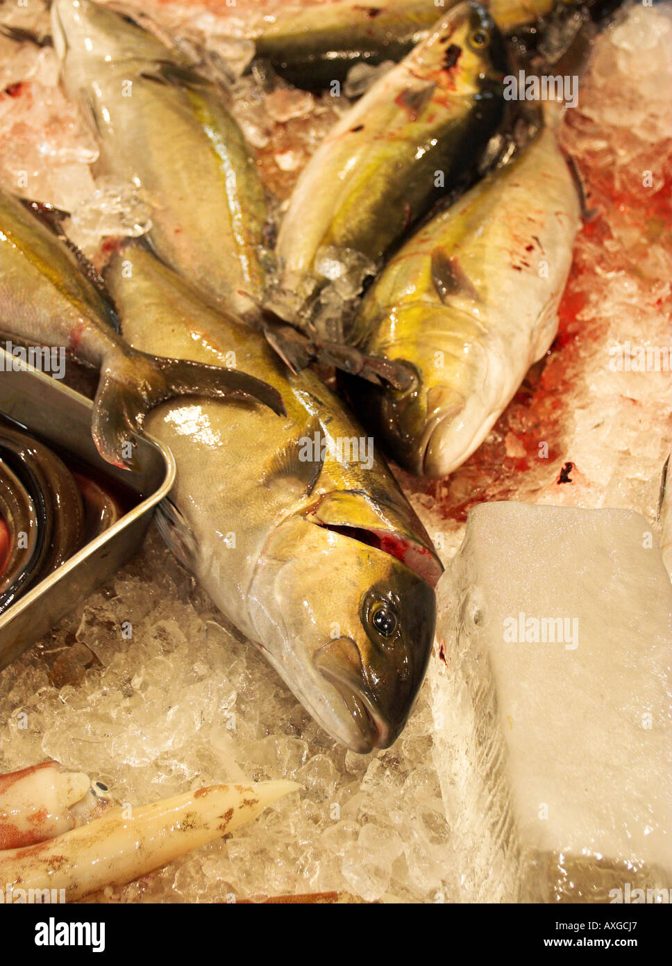 Dead fish on blood stained ice on display at tokyo fish market japan ...