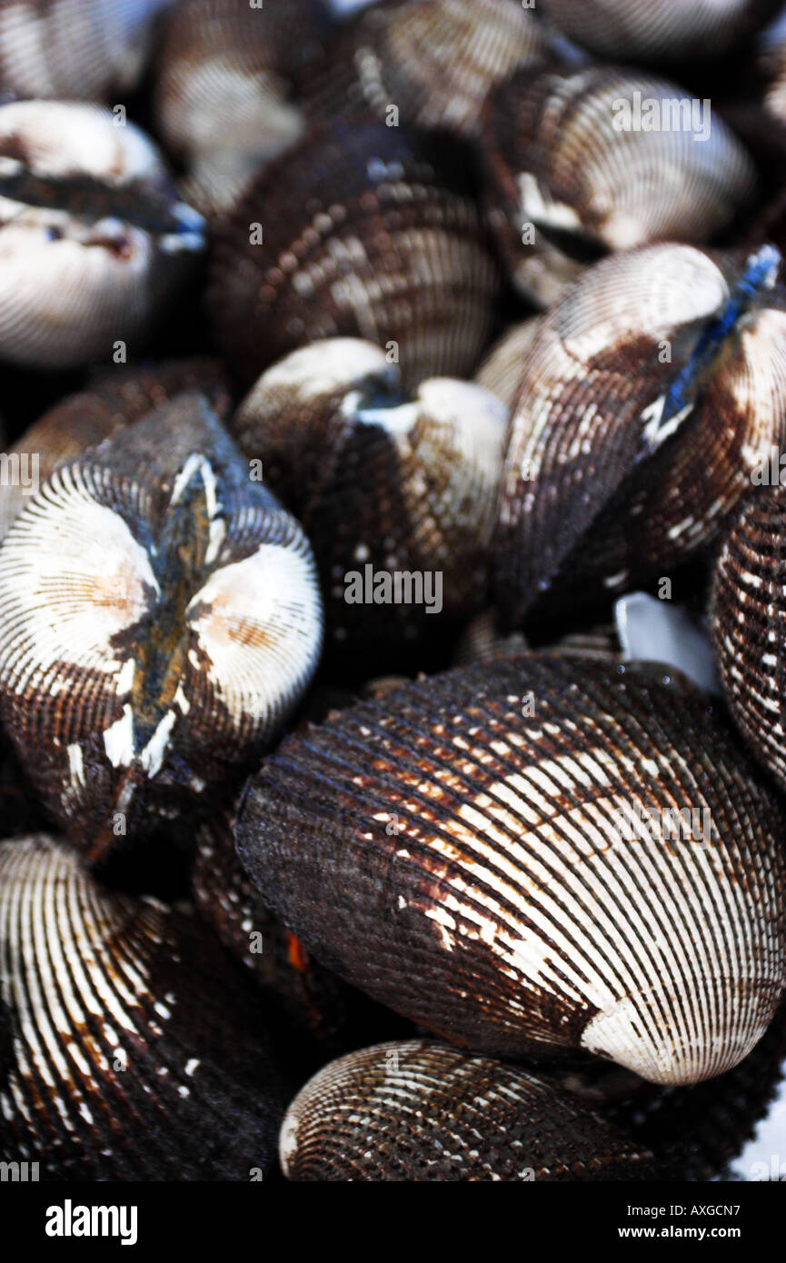 Clam shells on display at Tokyo fish market Stock Photo - Alamy