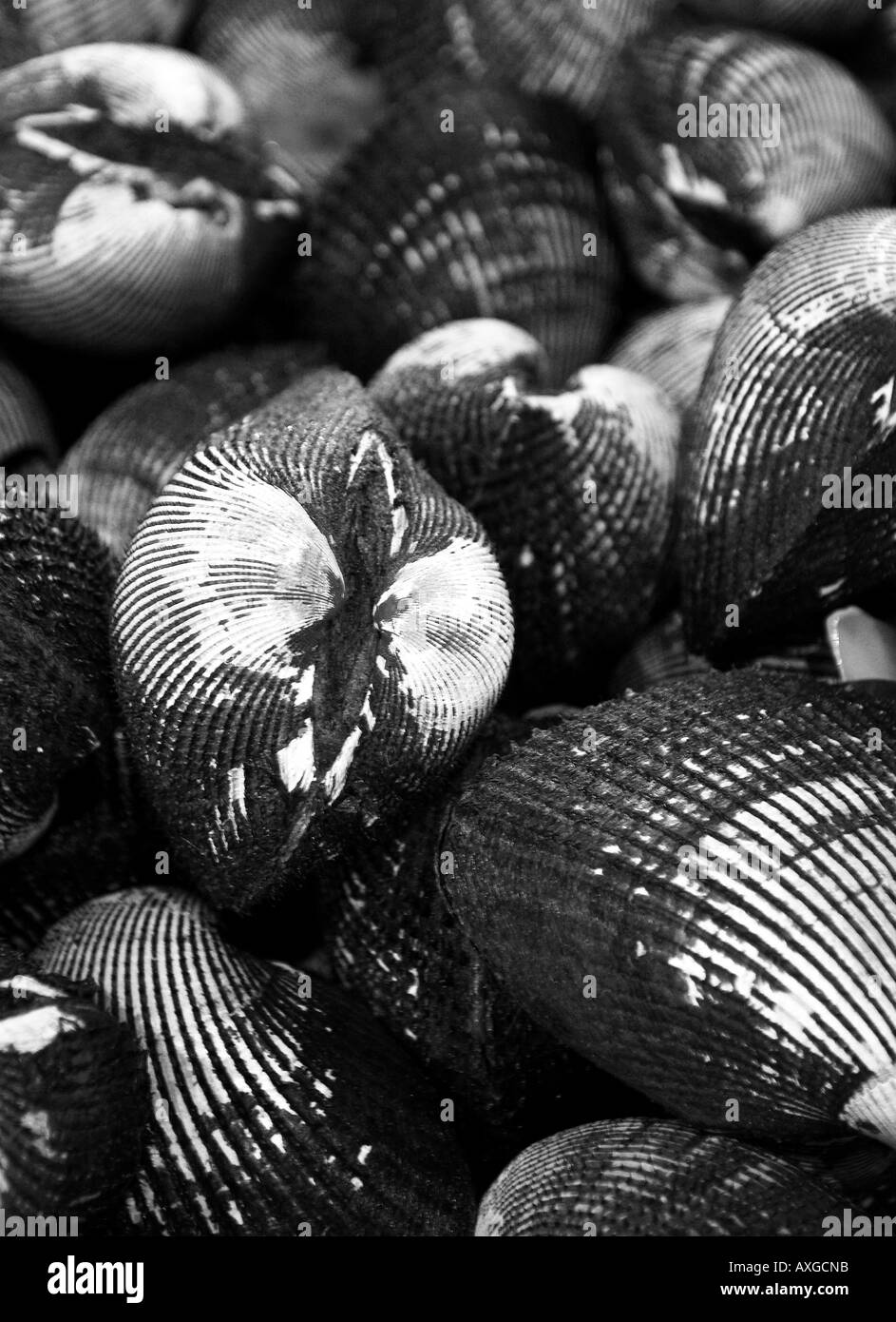 Clam shells on display at Tokyo fish market in black and white Stock ...