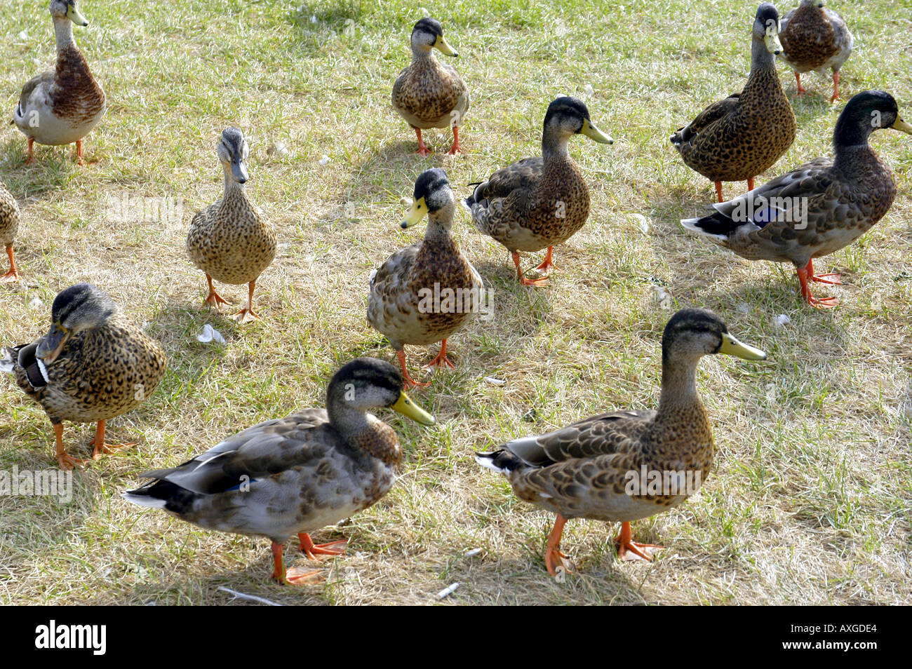 Mallard Ducks look for food in the grass Stock Photo - Alamy
