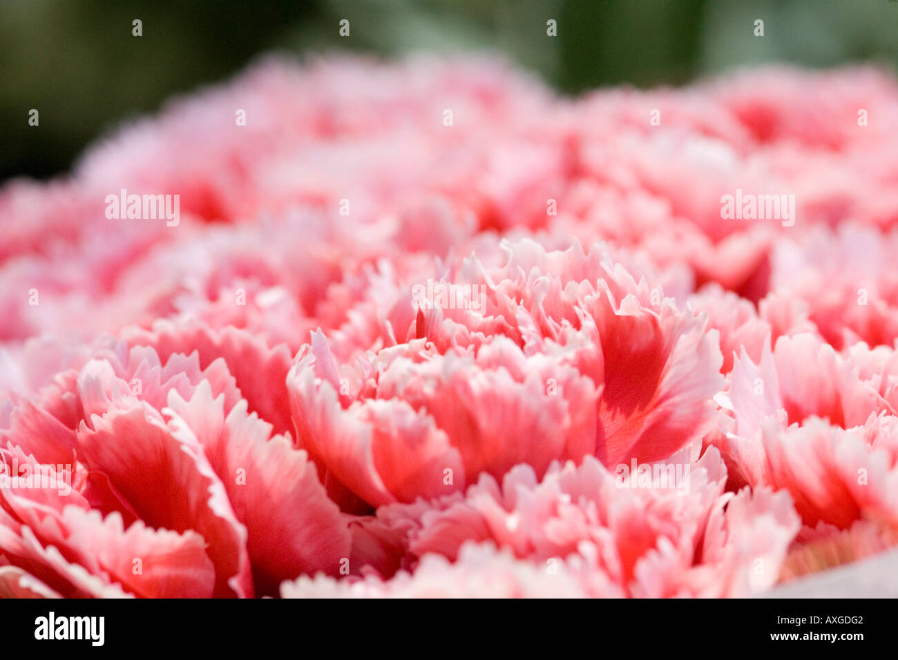 pink carnation flowers Stock Photo - Alamy