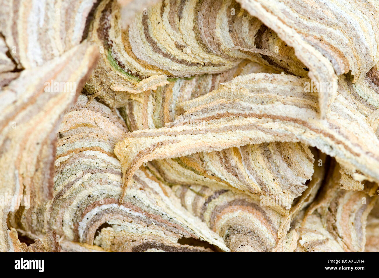 outer layer of wasp nest Stock Photo - Alamy