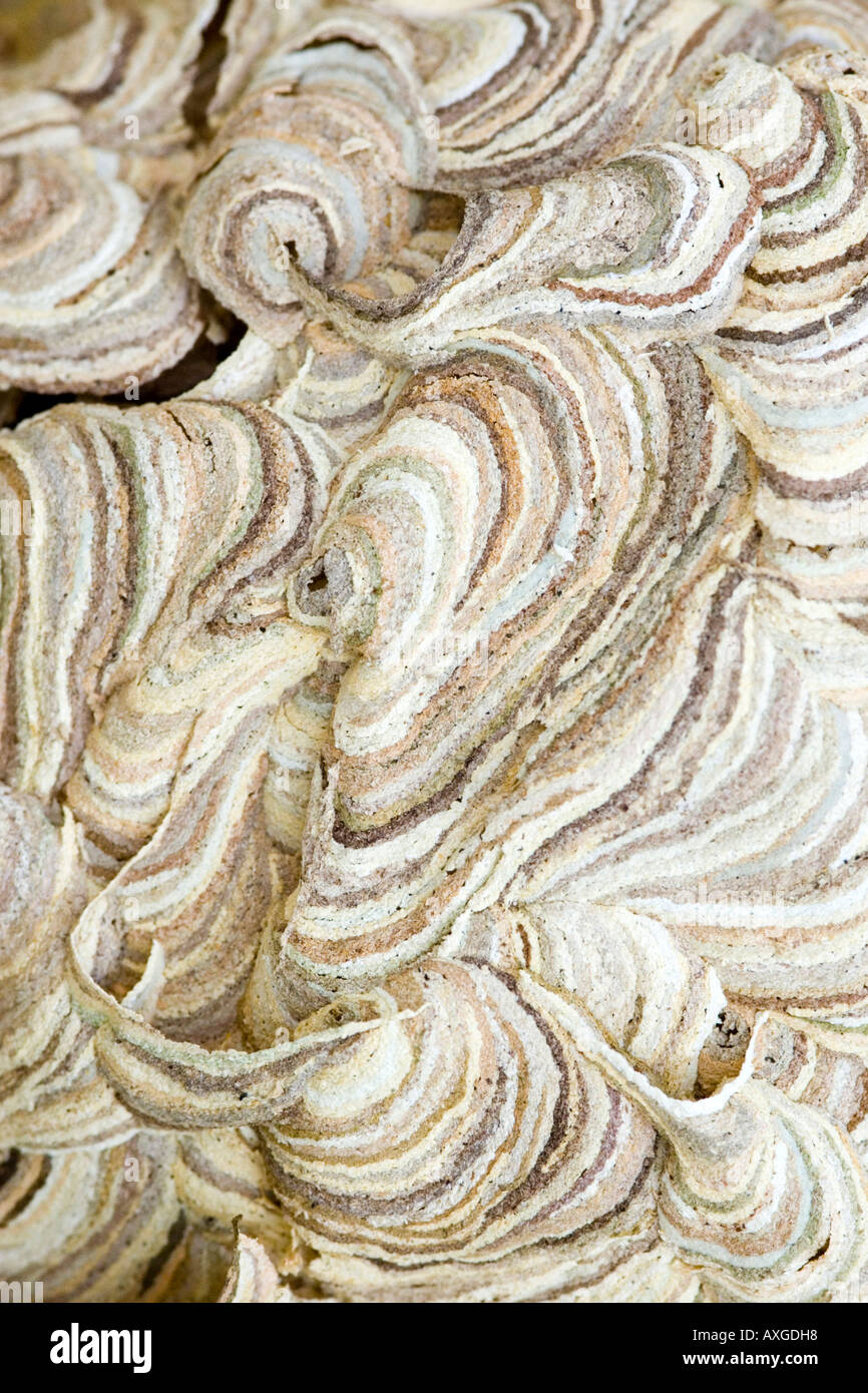 outer layer of wasp nest Stock Photo - Alamy
