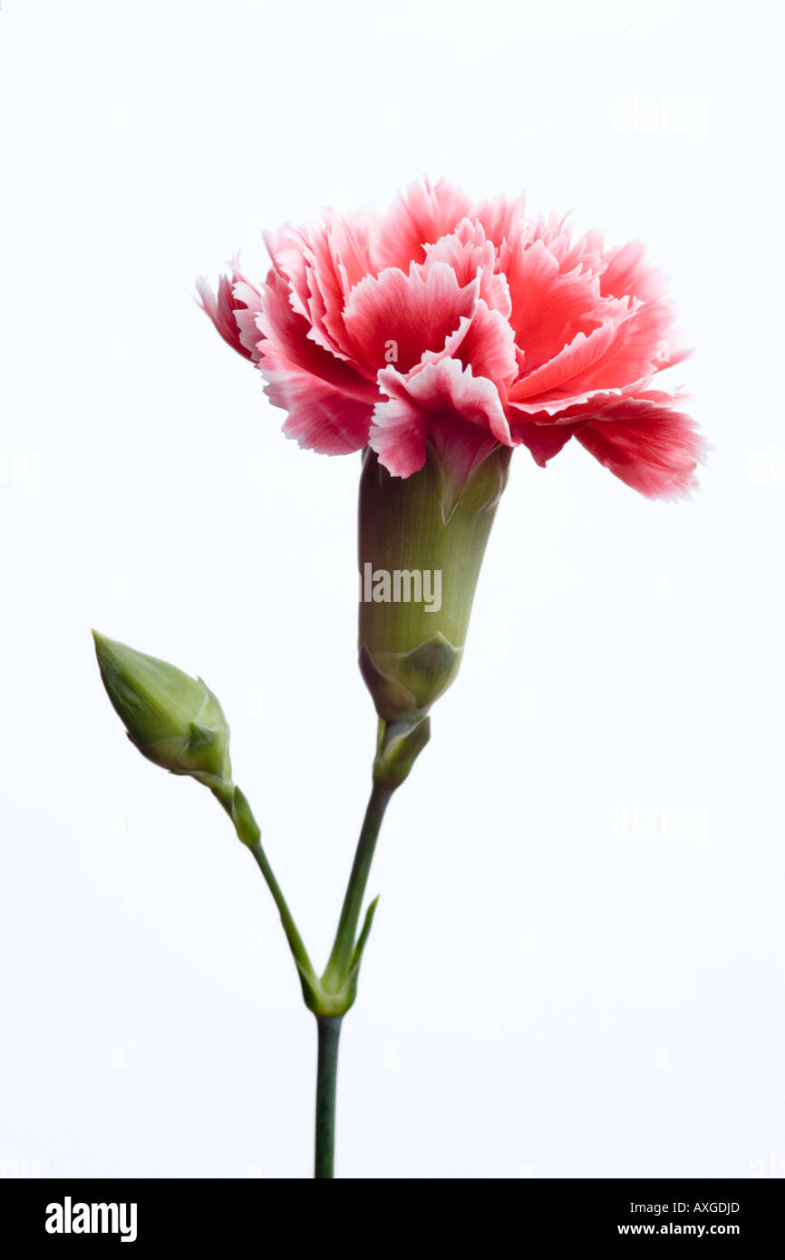 pink carnation flower close up Stock Photo - Alamy