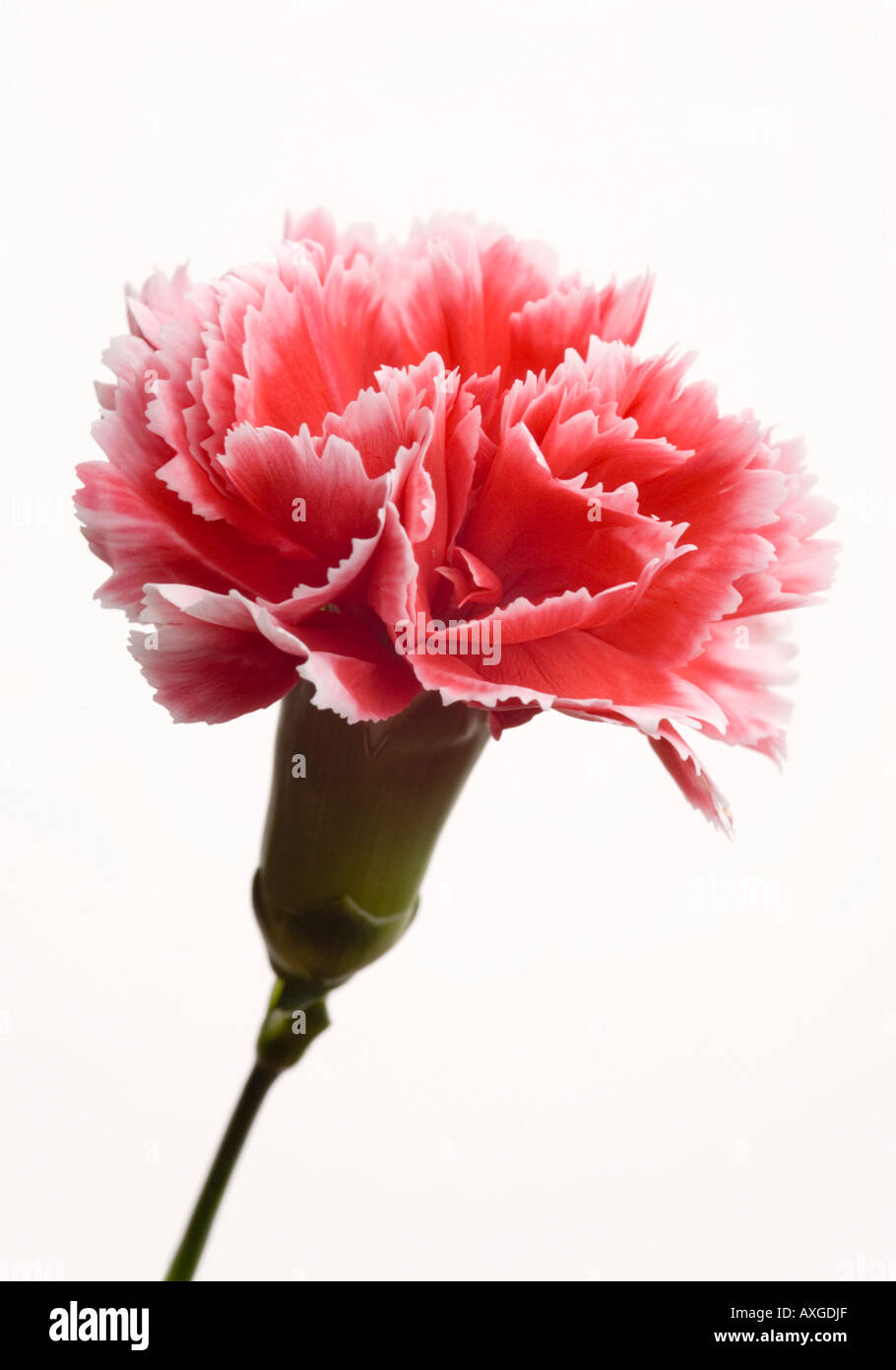 pink carnation flower close up Stock Photo - Alamy