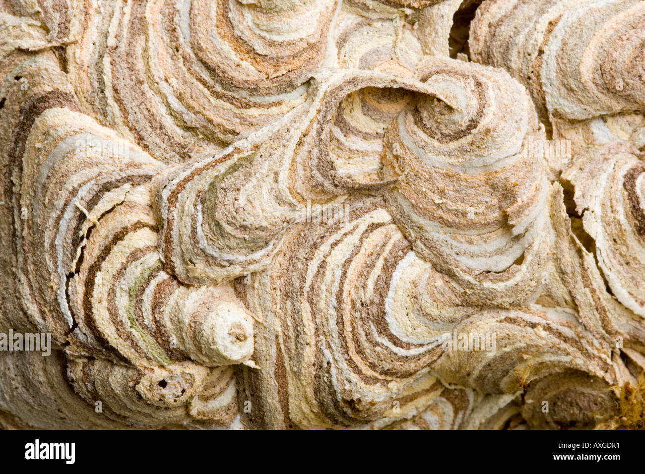 outer layer of wasp nest Stock Photo - Alamy