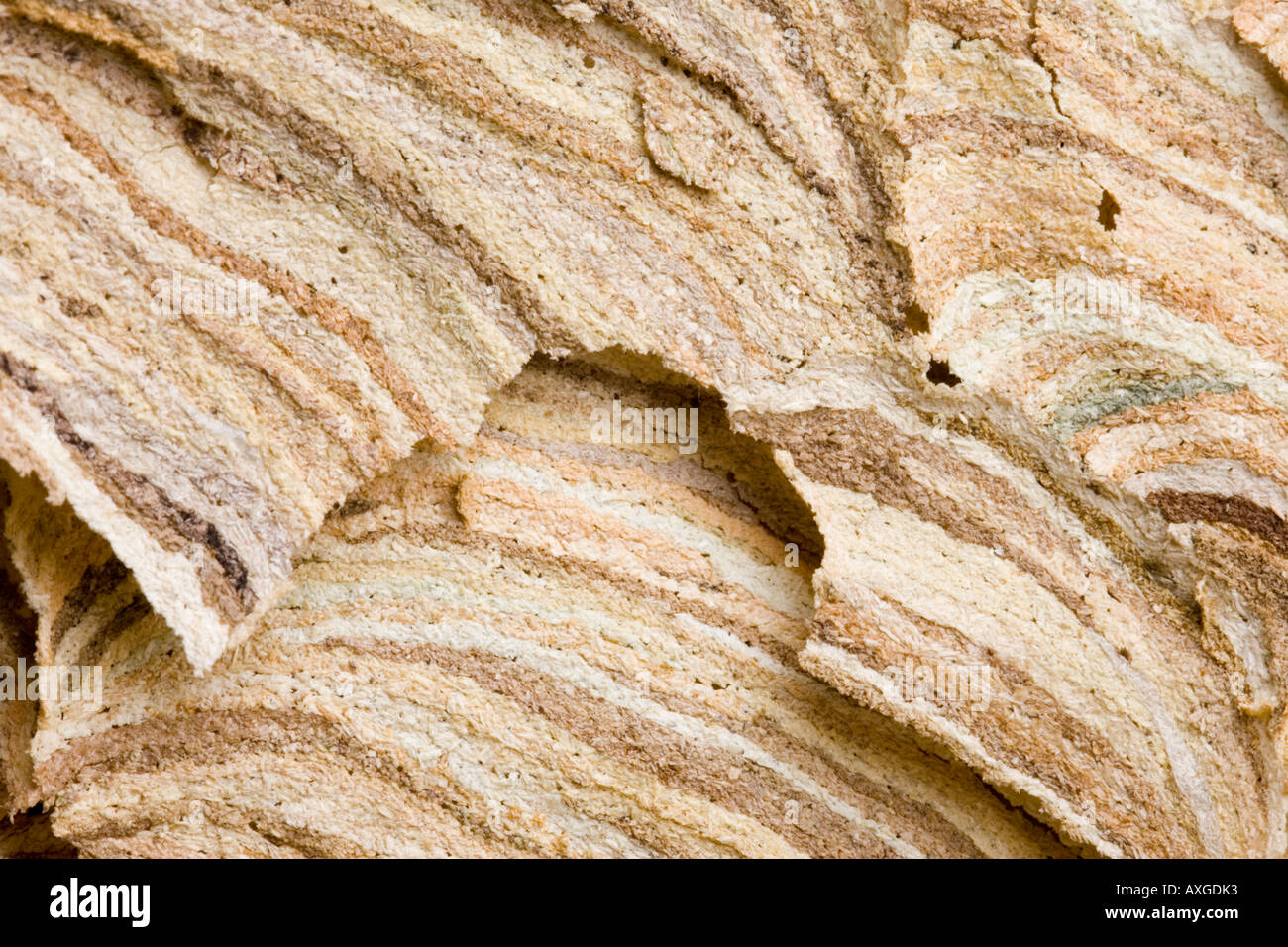 outer layer of wasp nest Stock Photo - Alamy