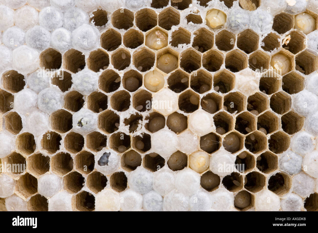 inner hexagon honeycomb layer of wasp nest showing larva and eggs Stock ...