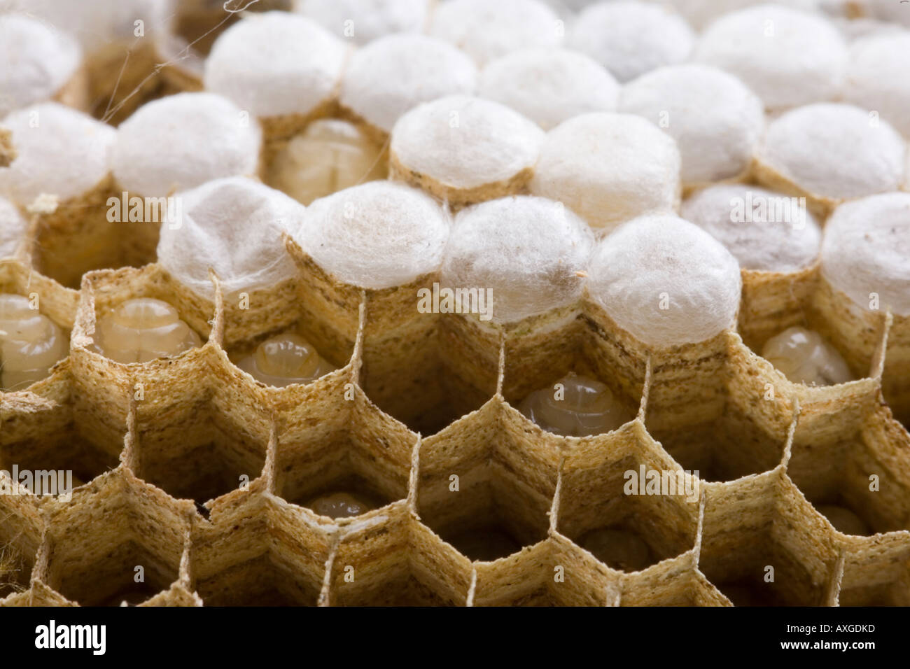 inner hexagon honeycomb layer of wasp nest showing larva and eggs Stock ...