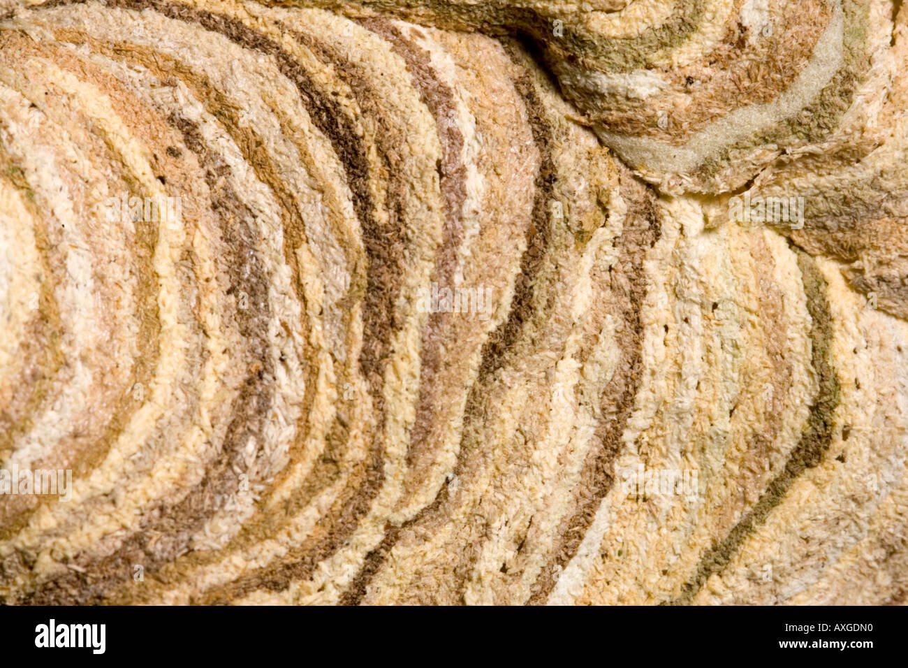 outer layer of wasp nest Stock Photo - Alamy