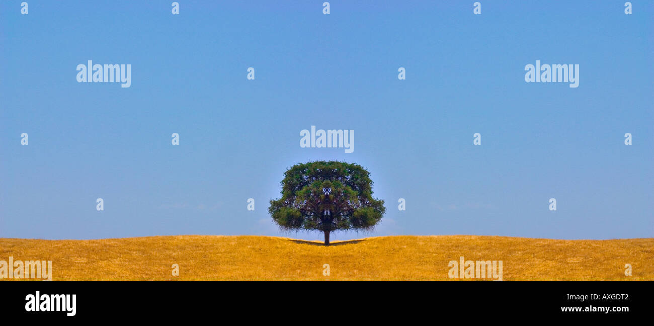 Panoramic Blue and yellow landscape with tree Stock Photo - Alamy