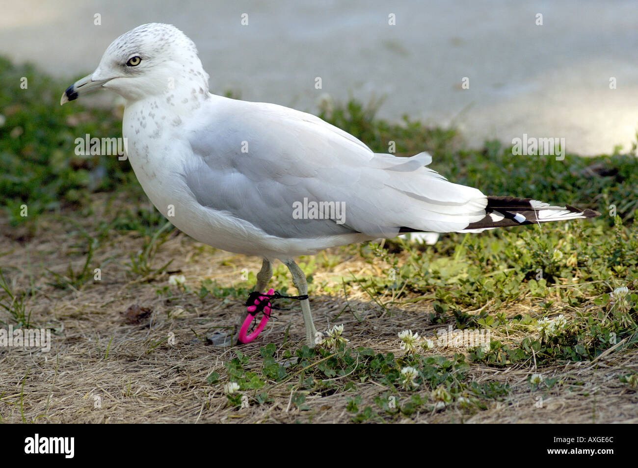 Flight around bird feeder hi-res stock photography and images - Alamy