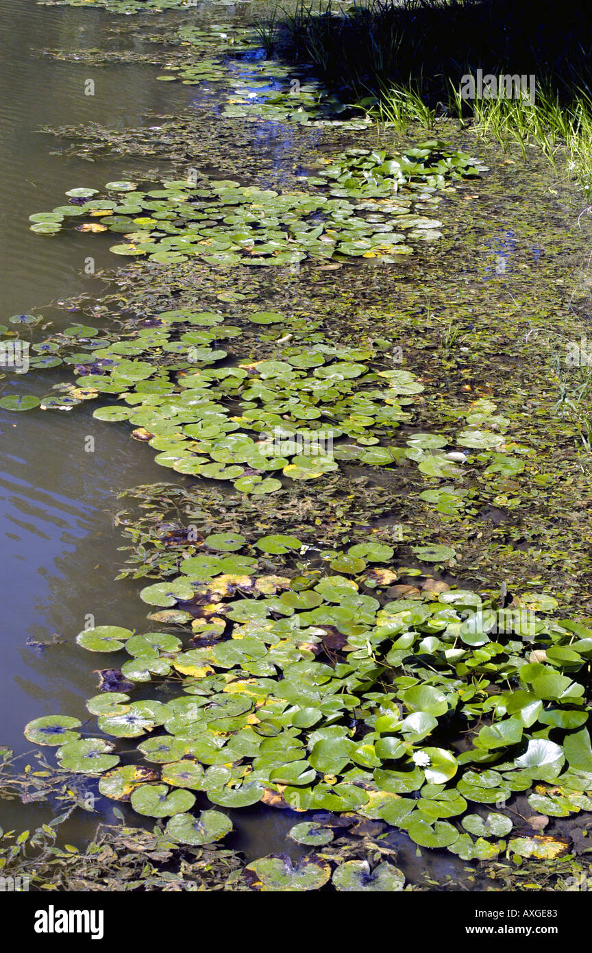 A large water lilly patch thrives in a quiet pond Stock Photo - Alamy
