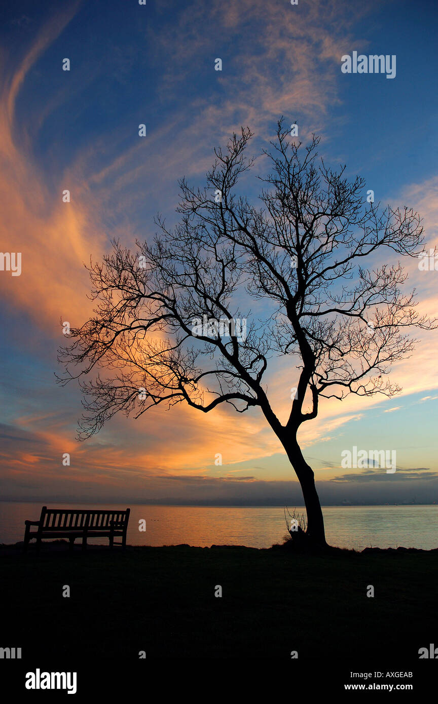 Treee silhouette hi-res stock photography and images - Alamy