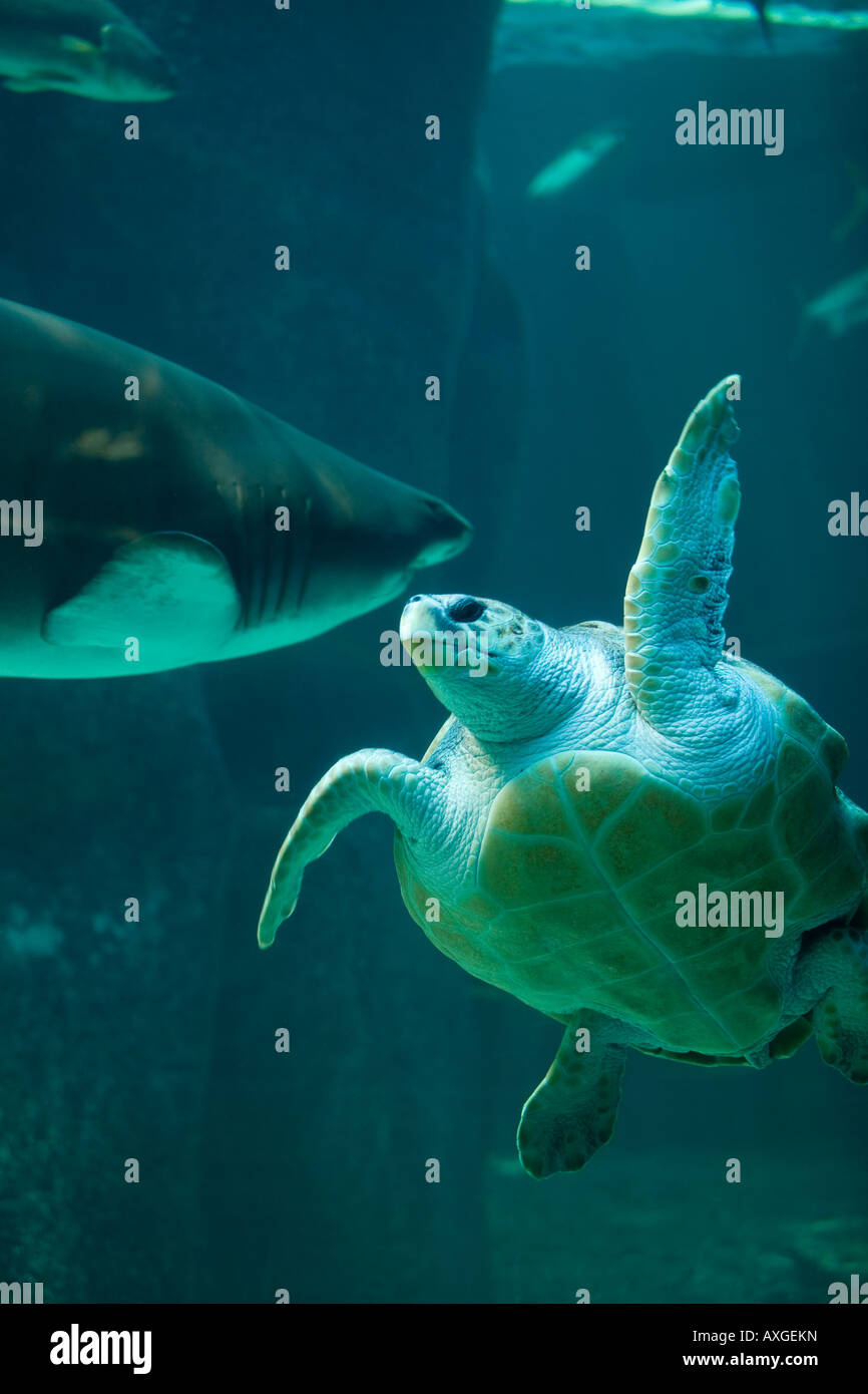 South Africa Cape Town Leatherback Turtle Dermochelys coriacea swimming ...