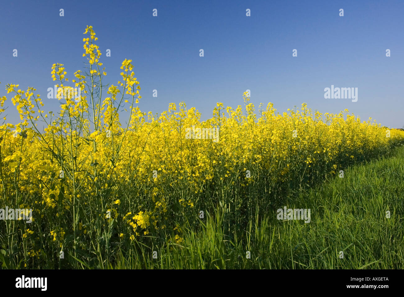 Brassica napus oleifera oilseed yellow hi-res stock photography and ...