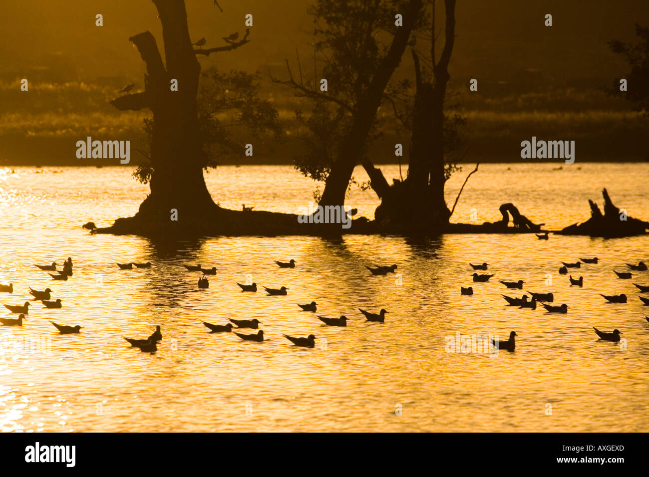 the lake at Great Livermere, Suffolk, UK during sunset Stock Photo - Alamy