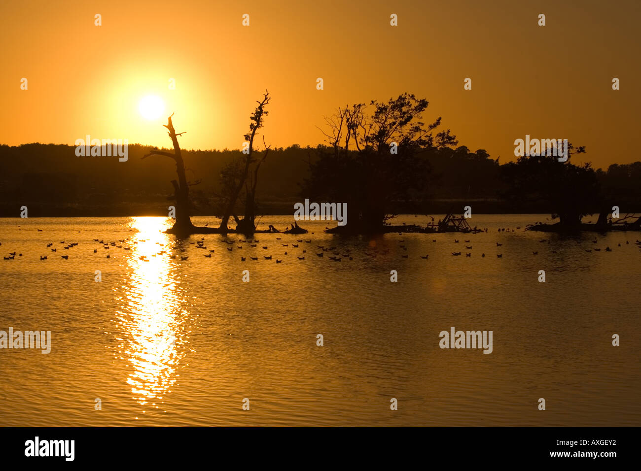 the lake at Great Livermere, Suffolk, UK during sunset Stock Photo - Alamy