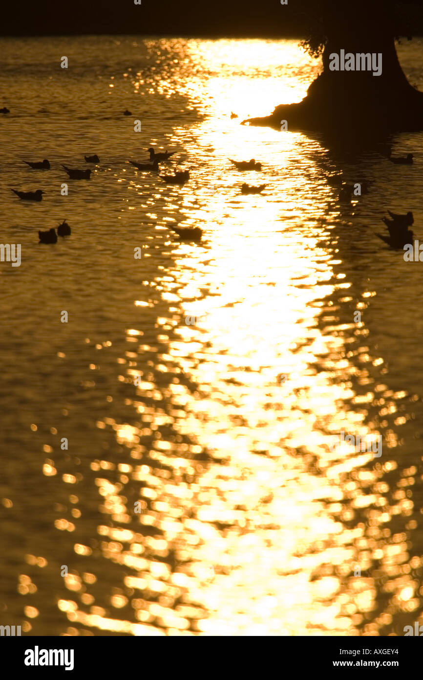 the lake at Great Livermere, Suffolk, UK during sunset Stock Photo - Alamy
