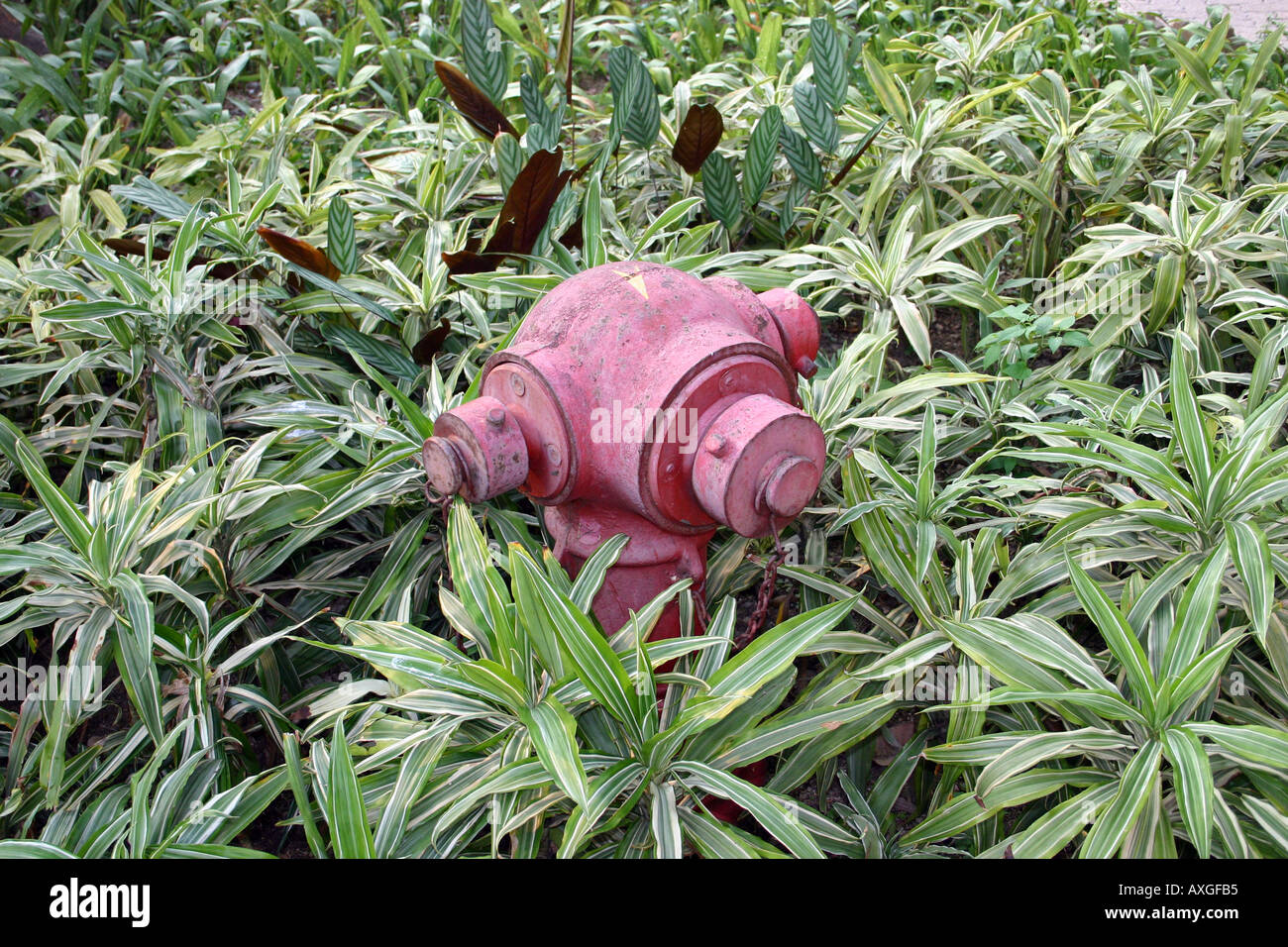 Fire hydrant in plants Stock Photo - Alamy