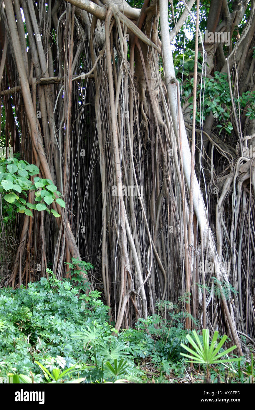 Rainforest tree roots Stock Photo - Alamy