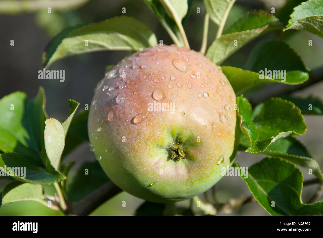 Apple and dew Stock Photo - Alamy
