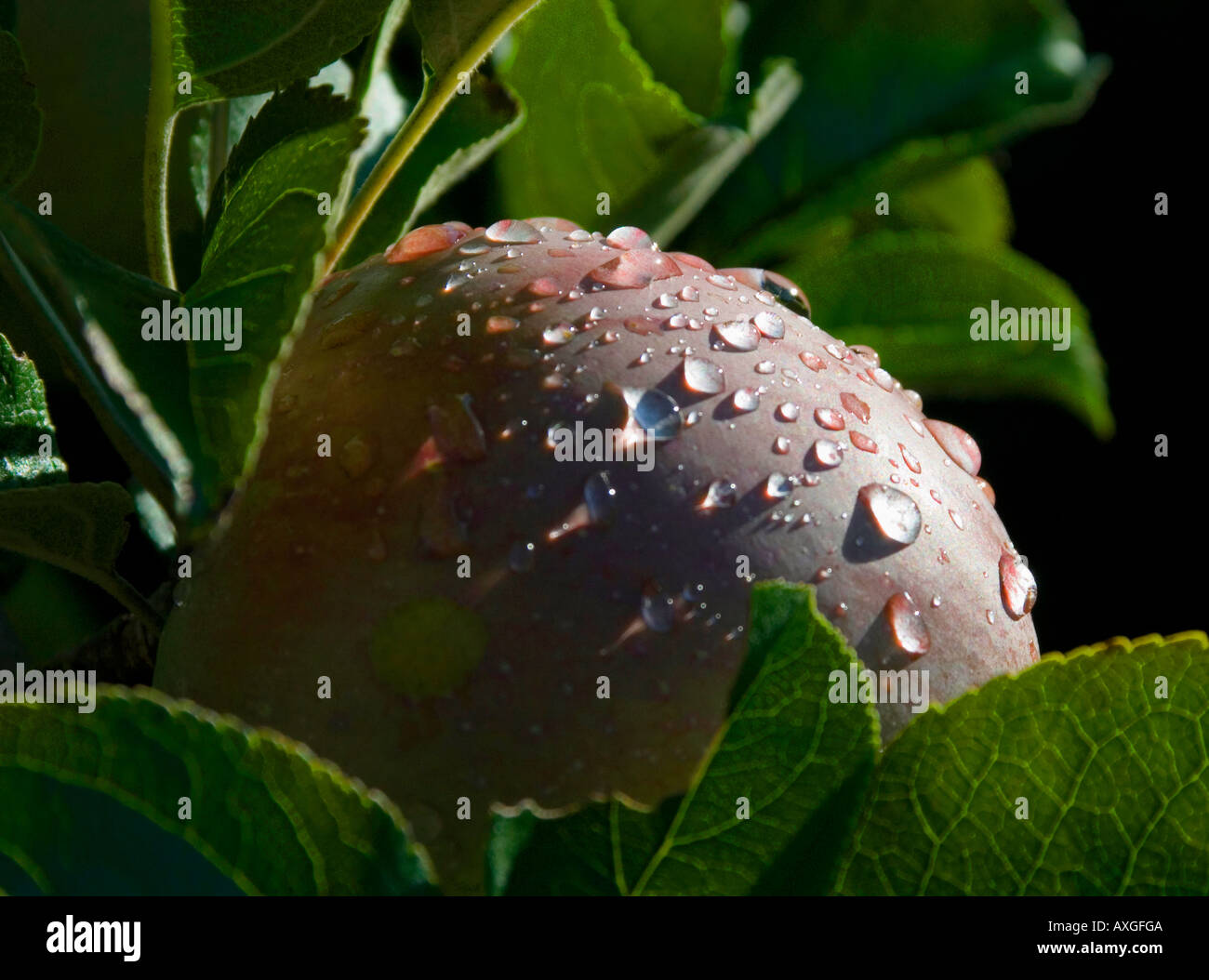 Apple and dew Stock Photo - Alamy