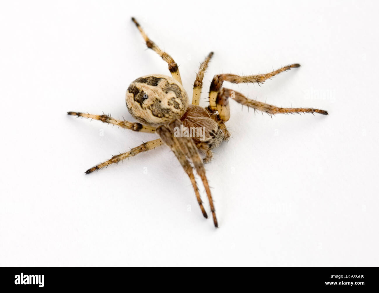 walnut orb-weaver spider Stock Photo - Alamy walnut orb-weaver spider Stock Photo - Alamy