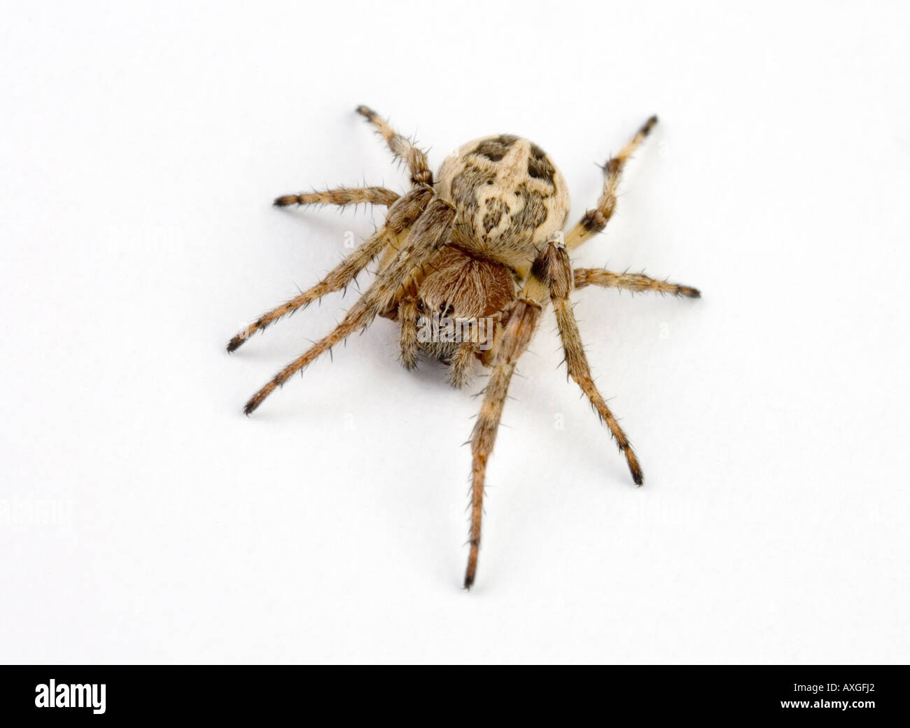 walnut orb-weaver spider Stock Photo - Alamy
