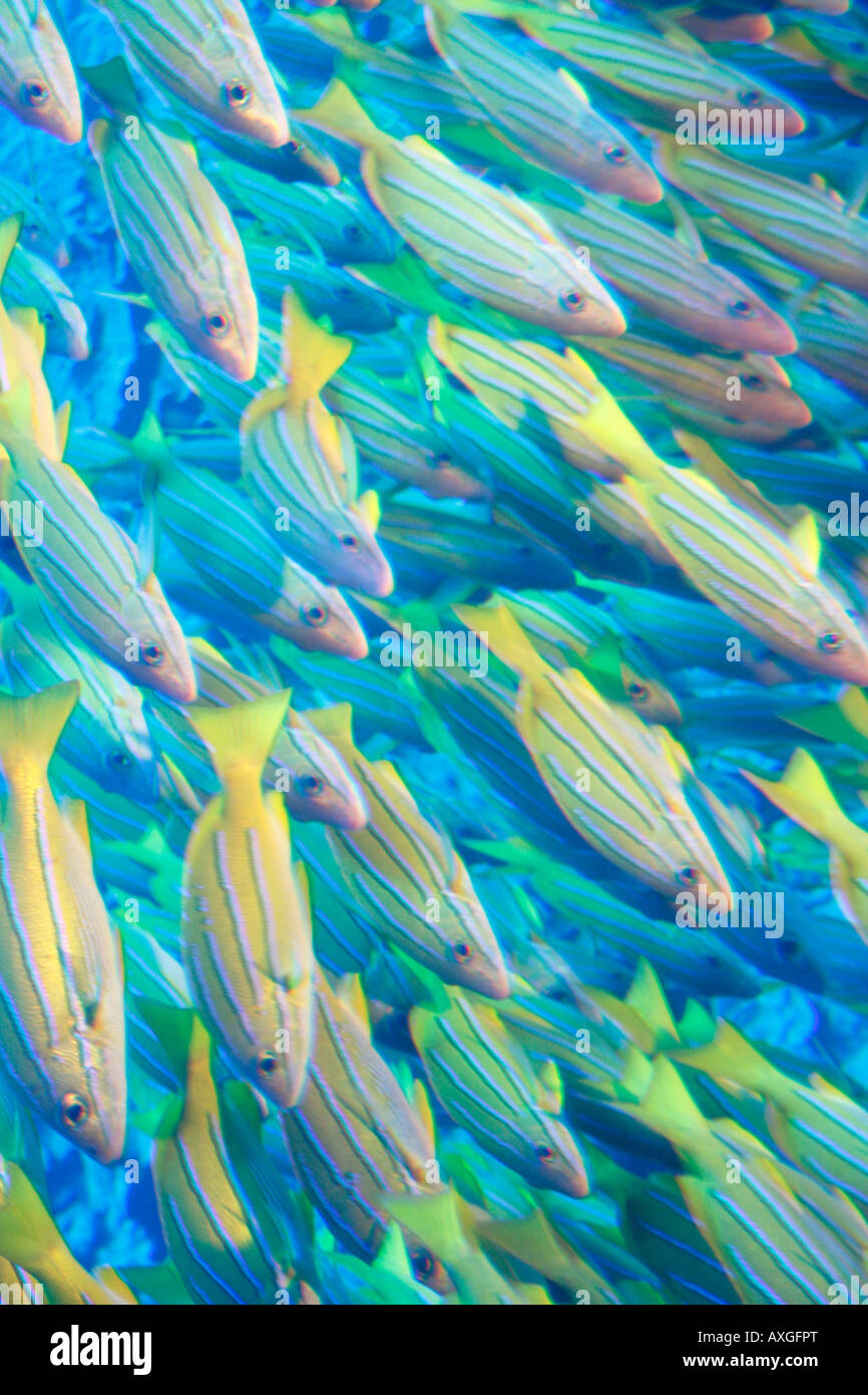 Underwater fish atlantis hi-res stock photography and images - Alamy