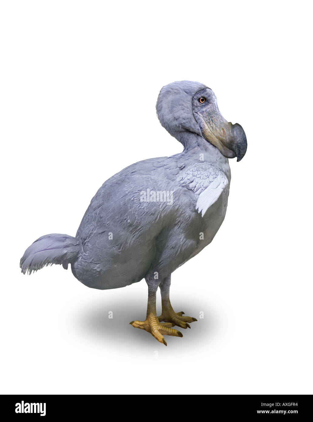 The dodo hi-res stock photography and images - Alamy