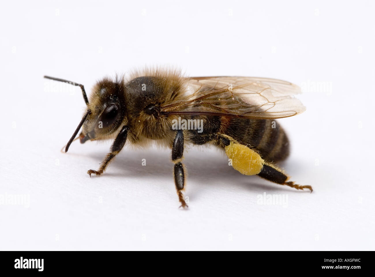 HONEY BEE worker Apis mellifera Stock Photo - Alamy