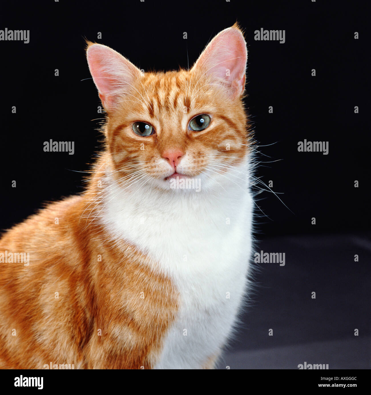 Ginger cat. Portrait of Ginger and White Tom Cat Stock Photo - Alamy