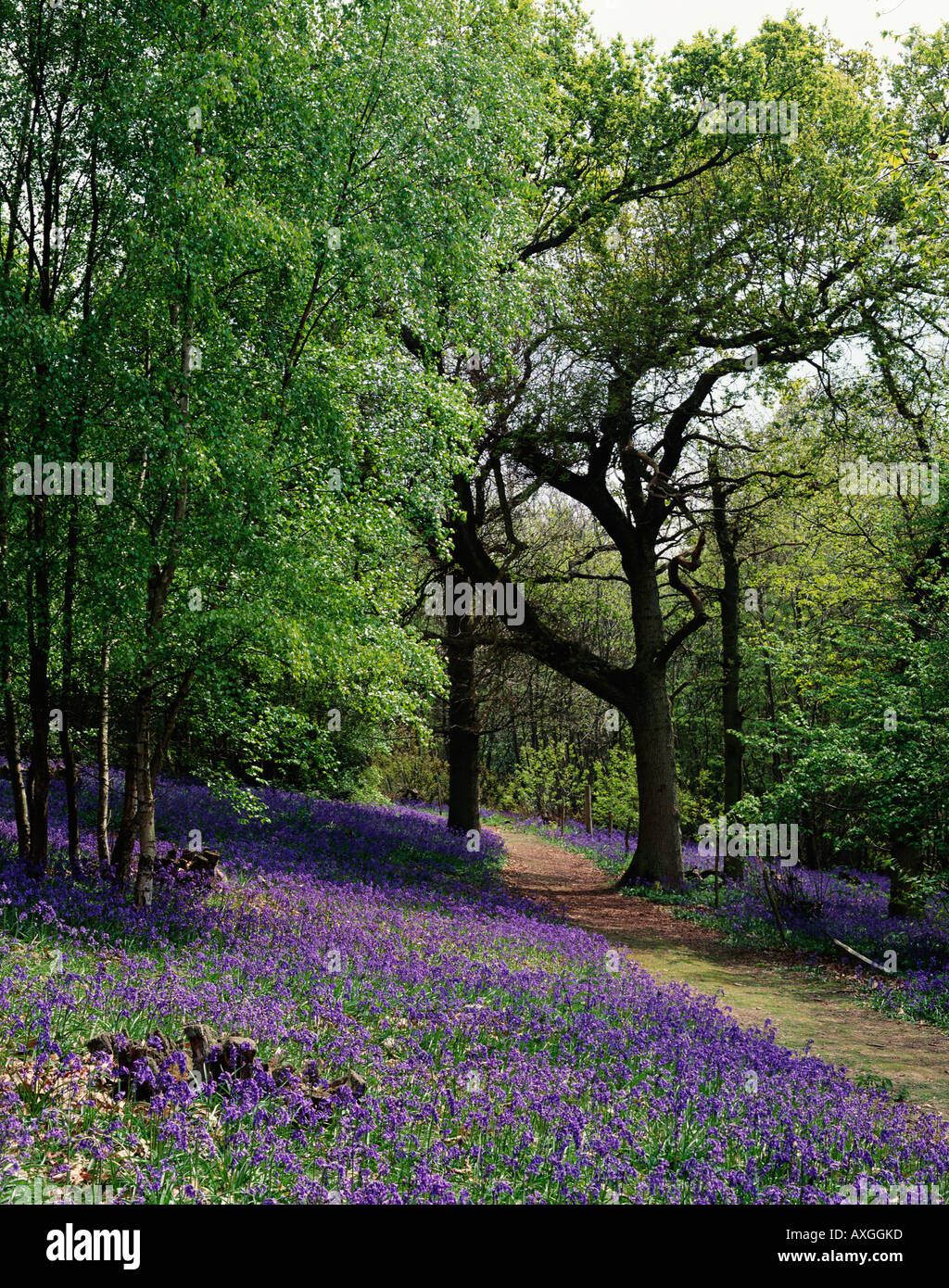 Bluebell woods walk kent hi-res stock photography and images - Alamy