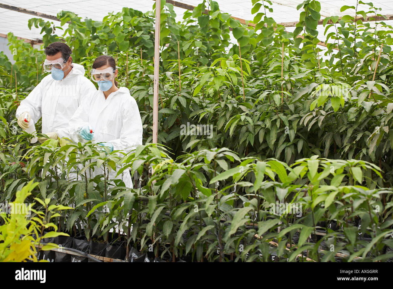 Inspect plant in nursery hi-res stock photography and images - Alamy