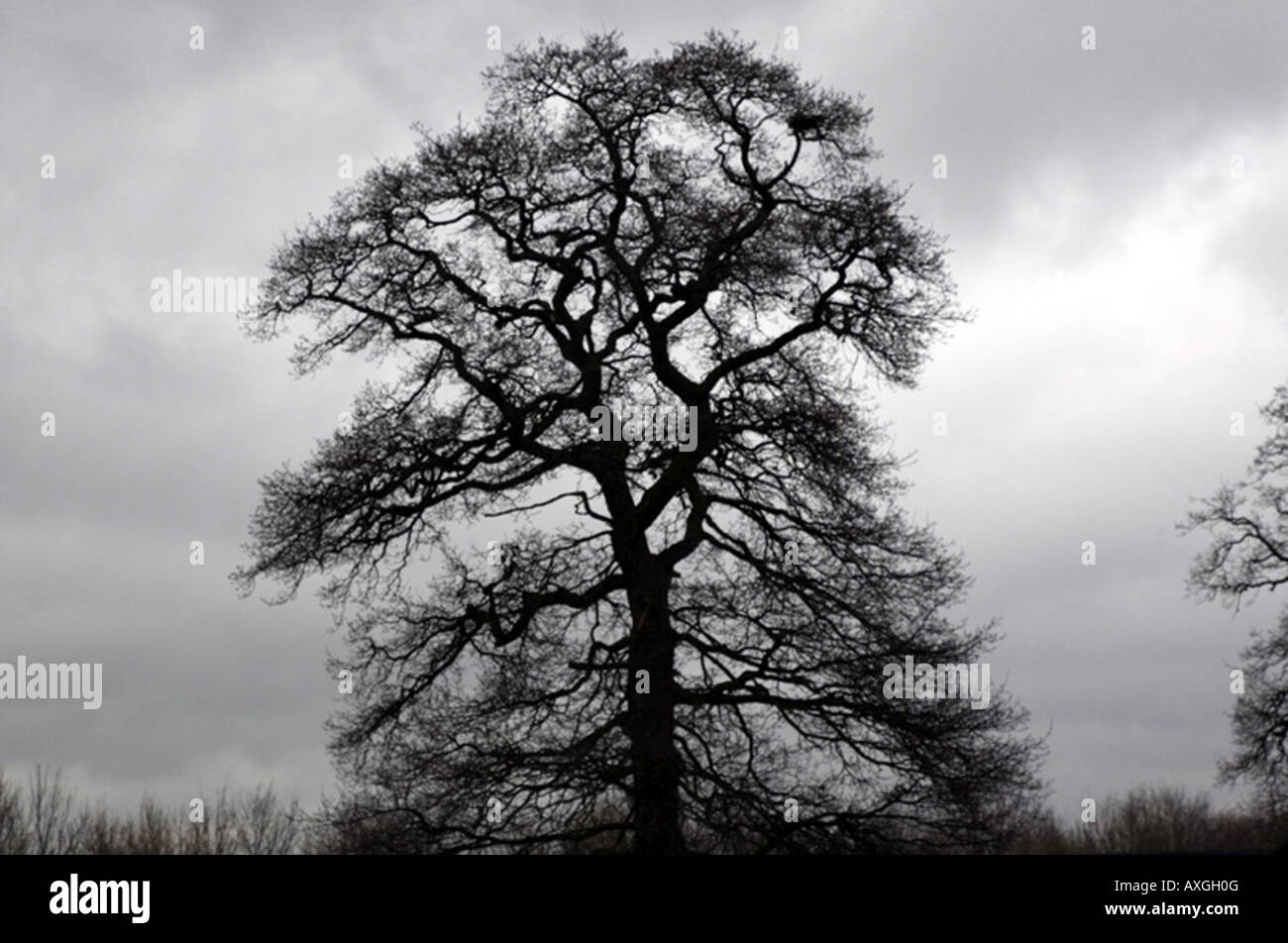 Tree without leaves Stock Photo - Alamy