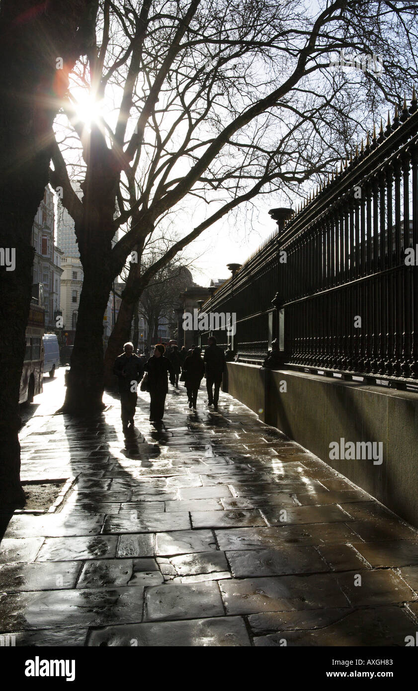 Plane trees london hi-res stock photography and images - Alamy