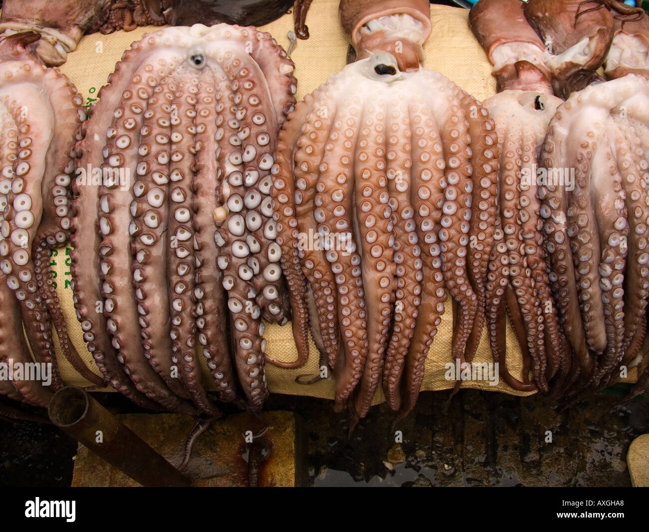 Seafood on the fish market. Octopus Stock Photo - Alamy