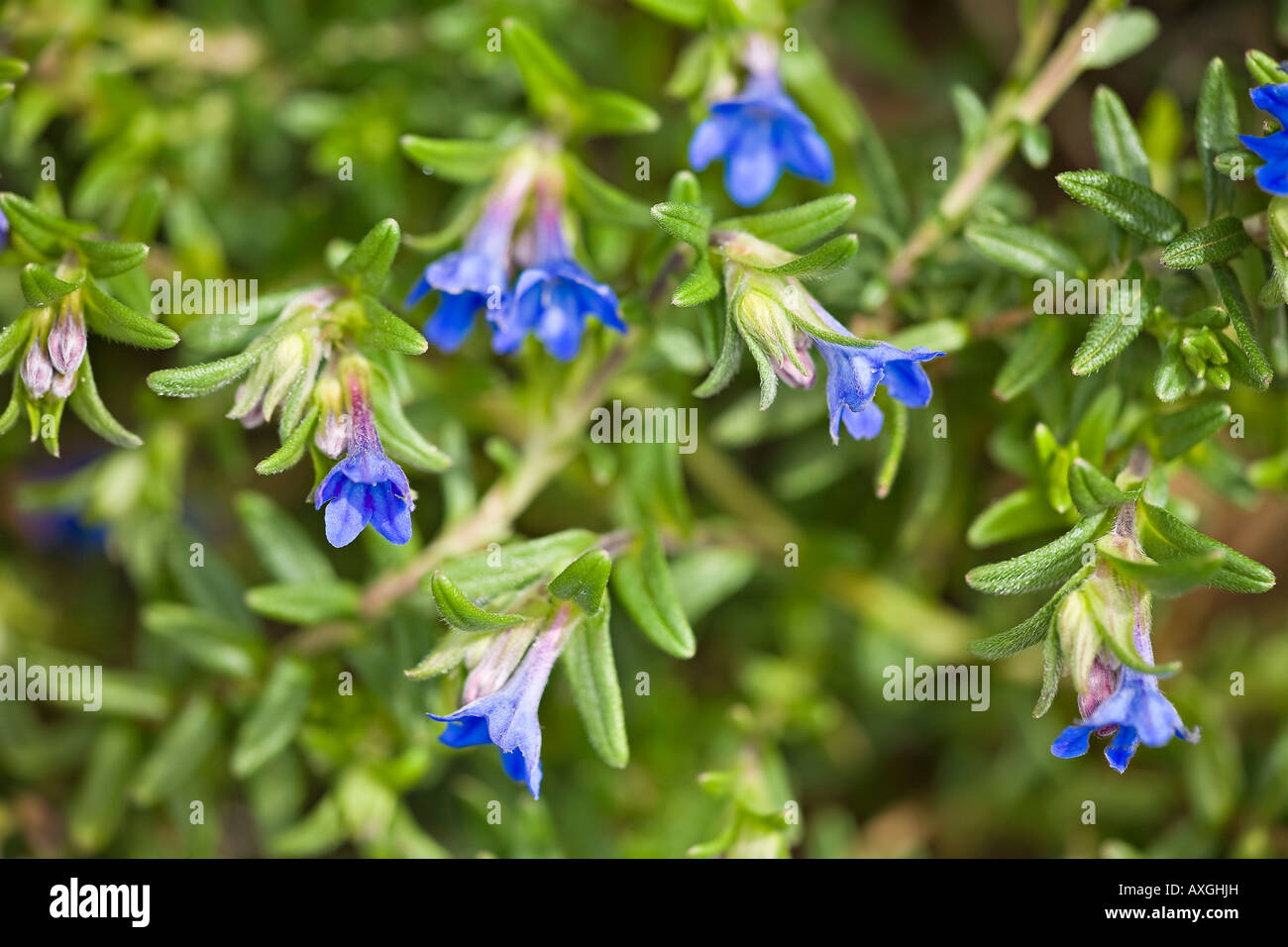 Evergreen trailing plant hi-res stock photography and images - Alamy