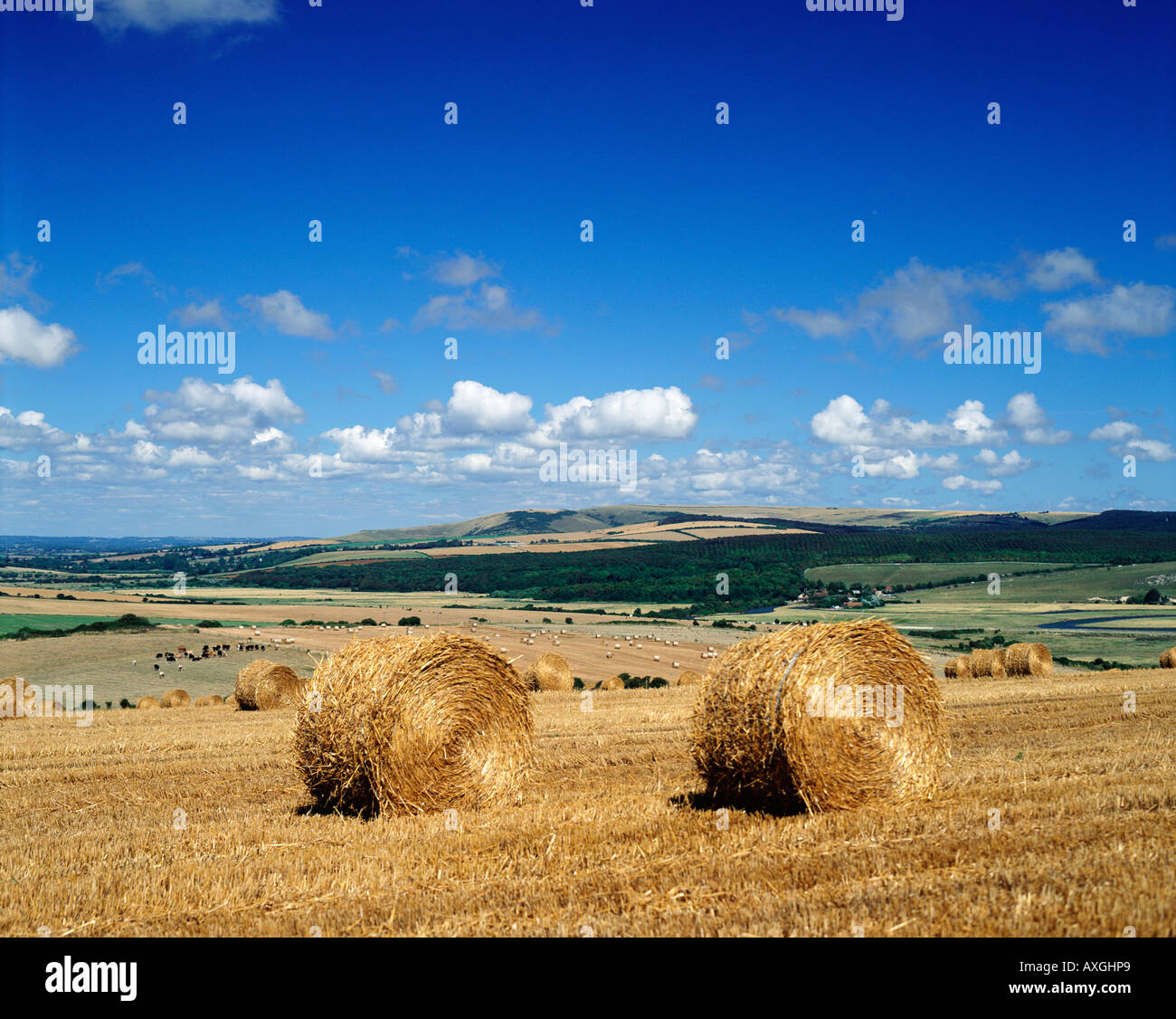 Straw bales at harvest time on the South Downs, Sussex, England, UK ...