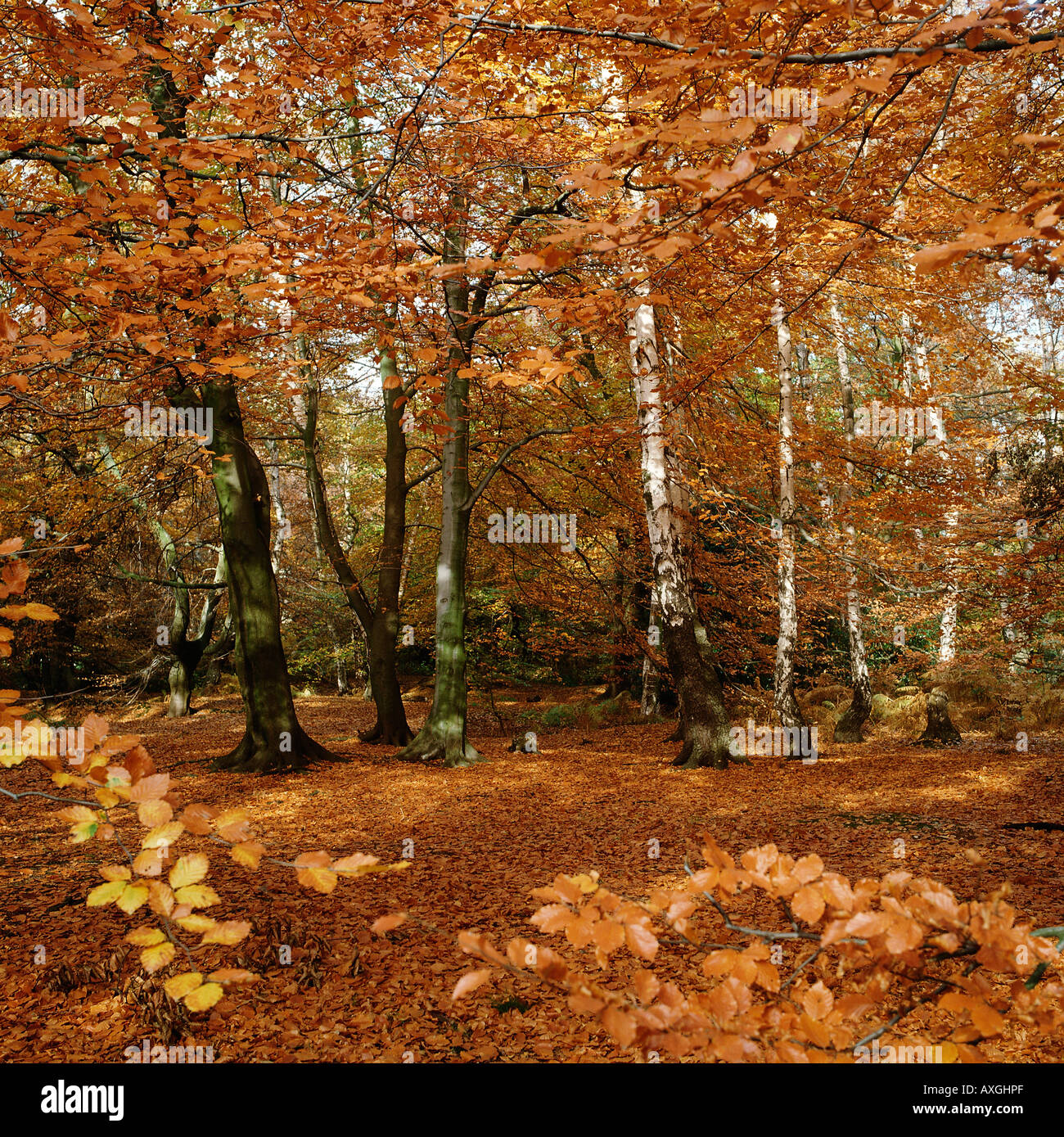 Epping forest autumn colour essex hi-res stock photography and images ...