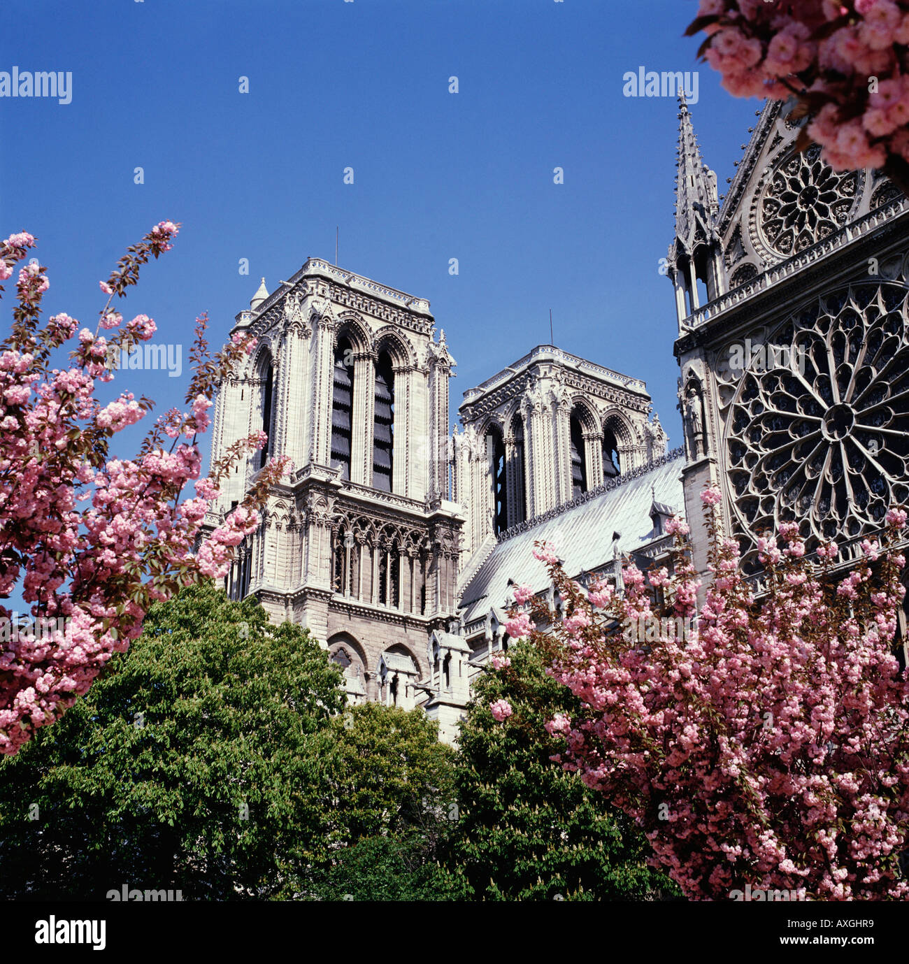 Paris, Notre Dame Cathedral with pink cherry blossom in spring, France ...
